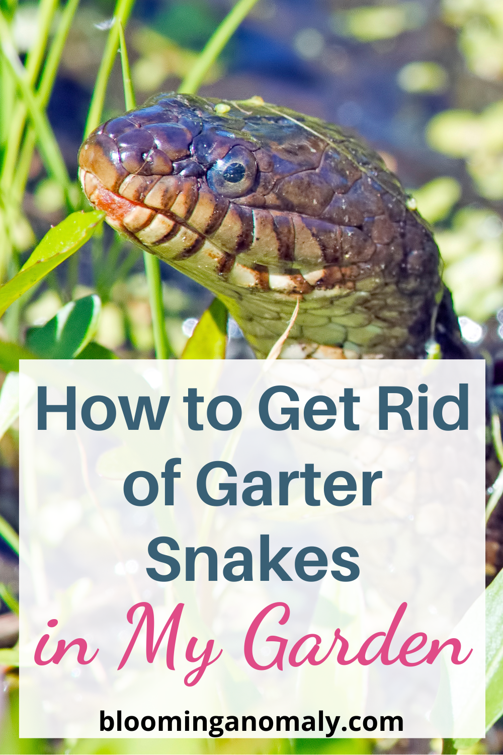 How to Get Rid of Garter Snakes in My Garden - Blooming Anomaly