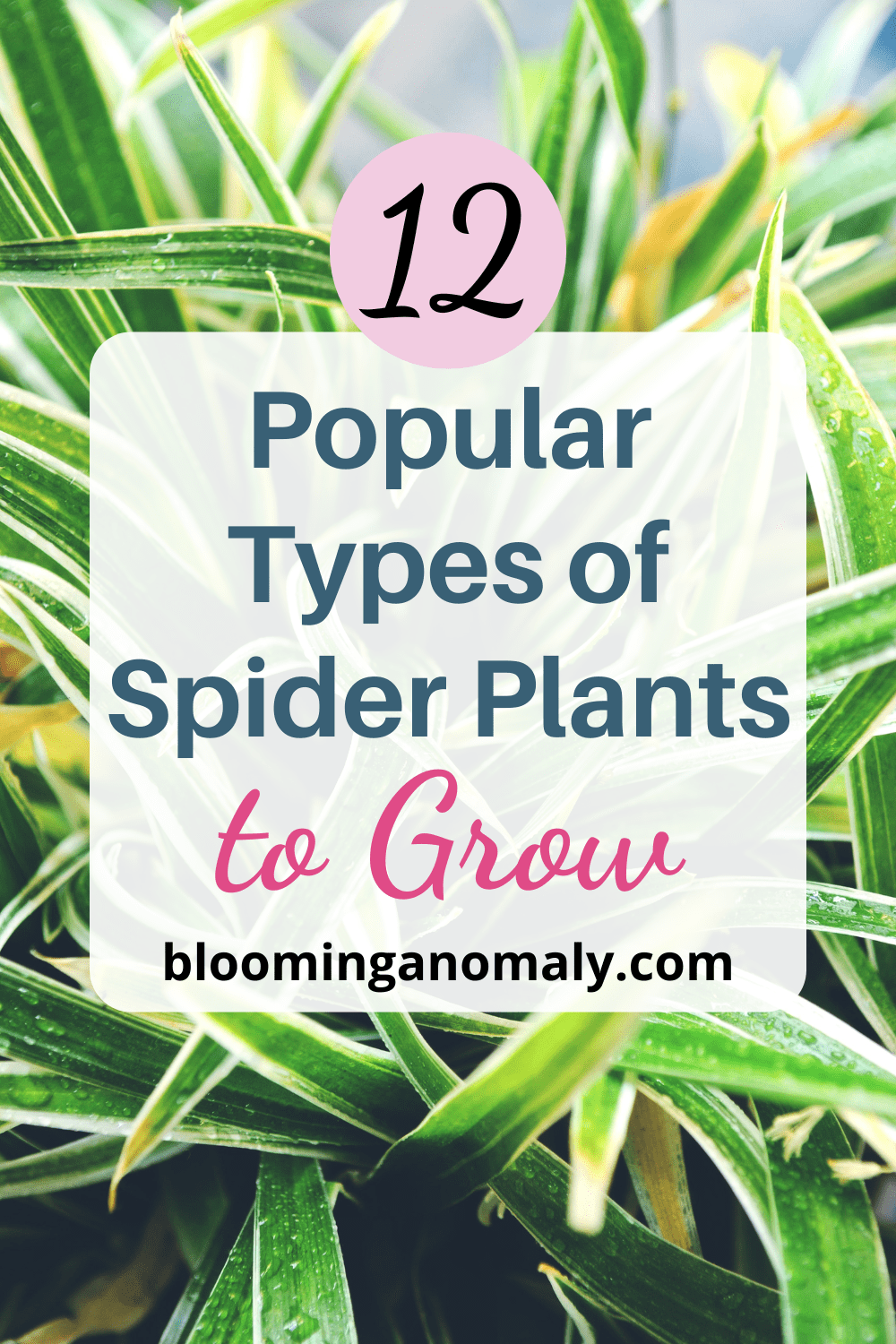 12 Popular Types of Spider Plants to Grow - Blooming Anomaly