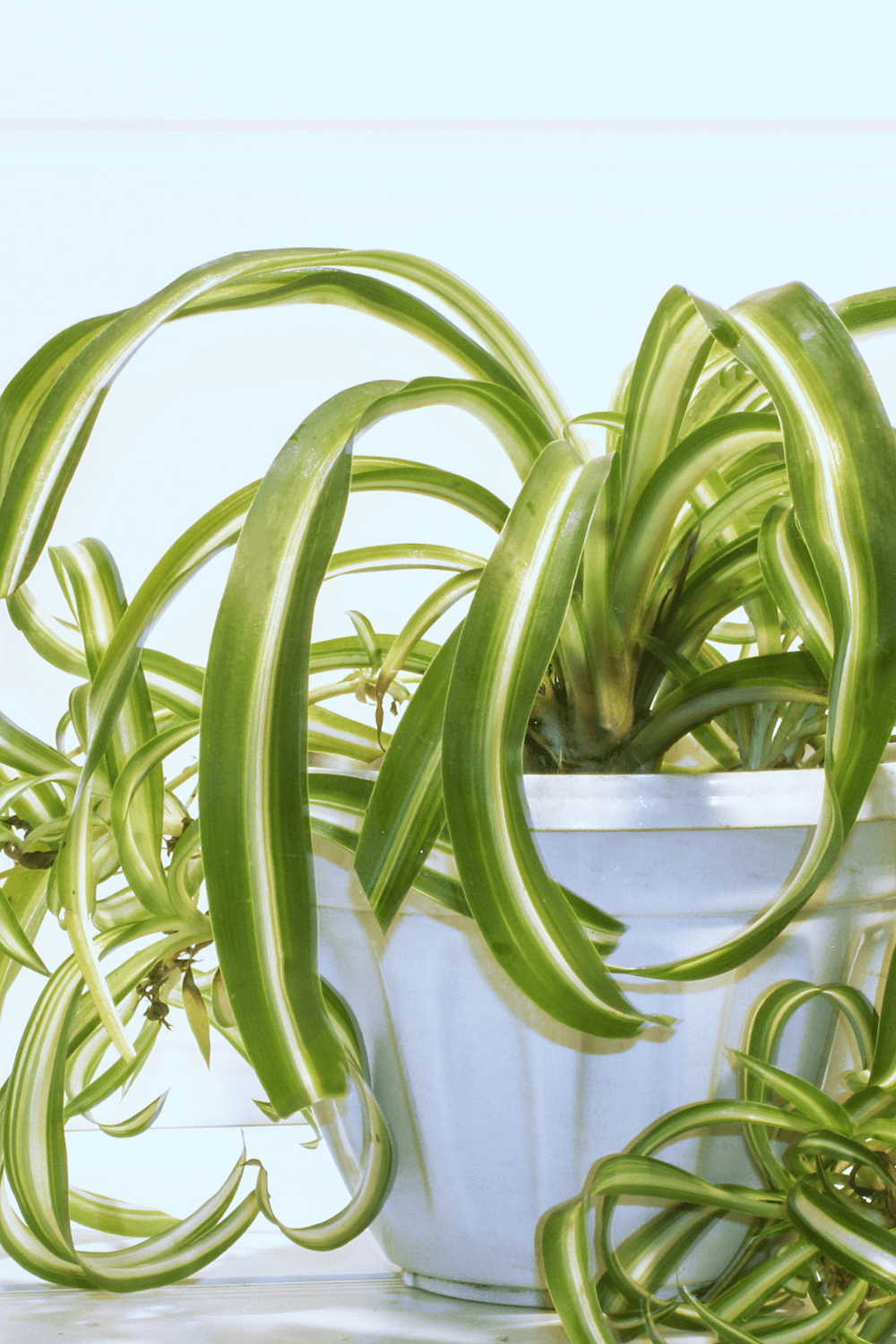 12 Popular Types of Spider Plants to Grow - Blooming Anomaly