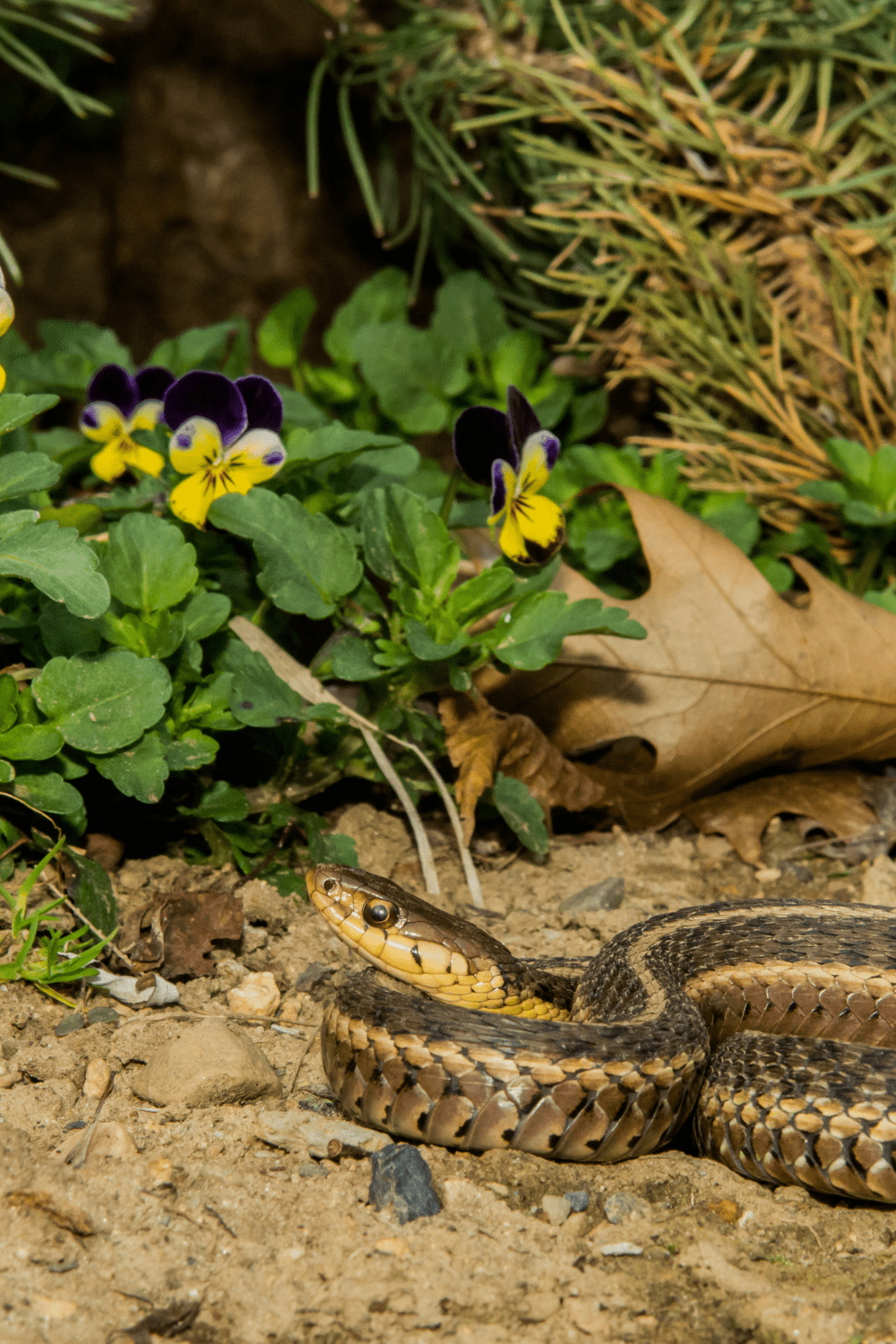 How to Get Rid of Garter Snakes in My Garden - Blooming Anomaly
