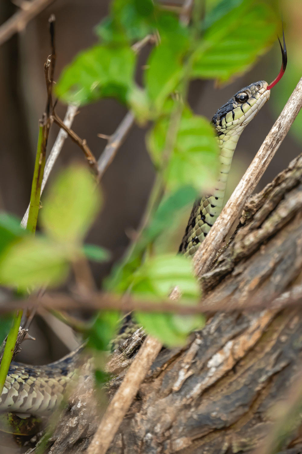 How to Get Rid of Garter Snakes in My Garden - Blooming Anomaly