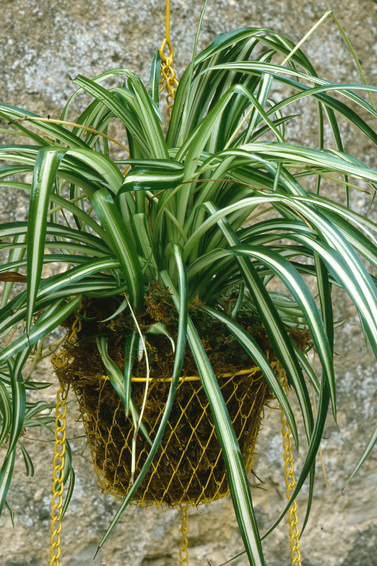 12 Popular Types of Spider Plants to Grow - Blooming Anomaly
