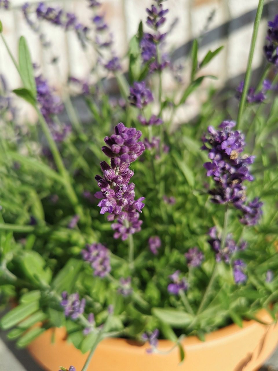 The Ultimate Lavender Soil Mix Recipe Guide - Blooming Anomaly