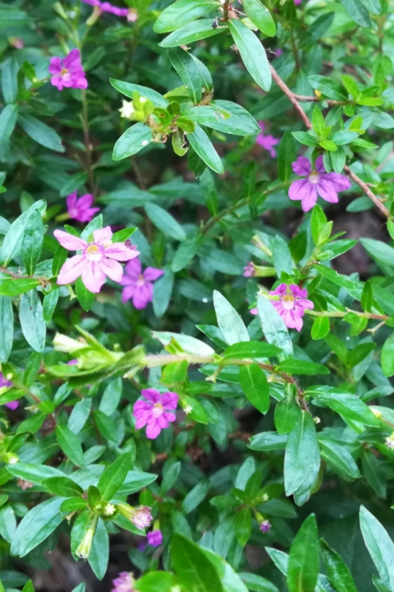 Best Perennials for Zone 10 Gardens - Blooming Anomaly