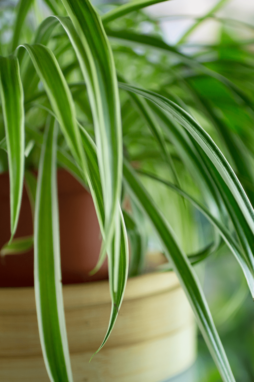 12 Popular Types of Spider Plants to Grow - Blooming Anomaly