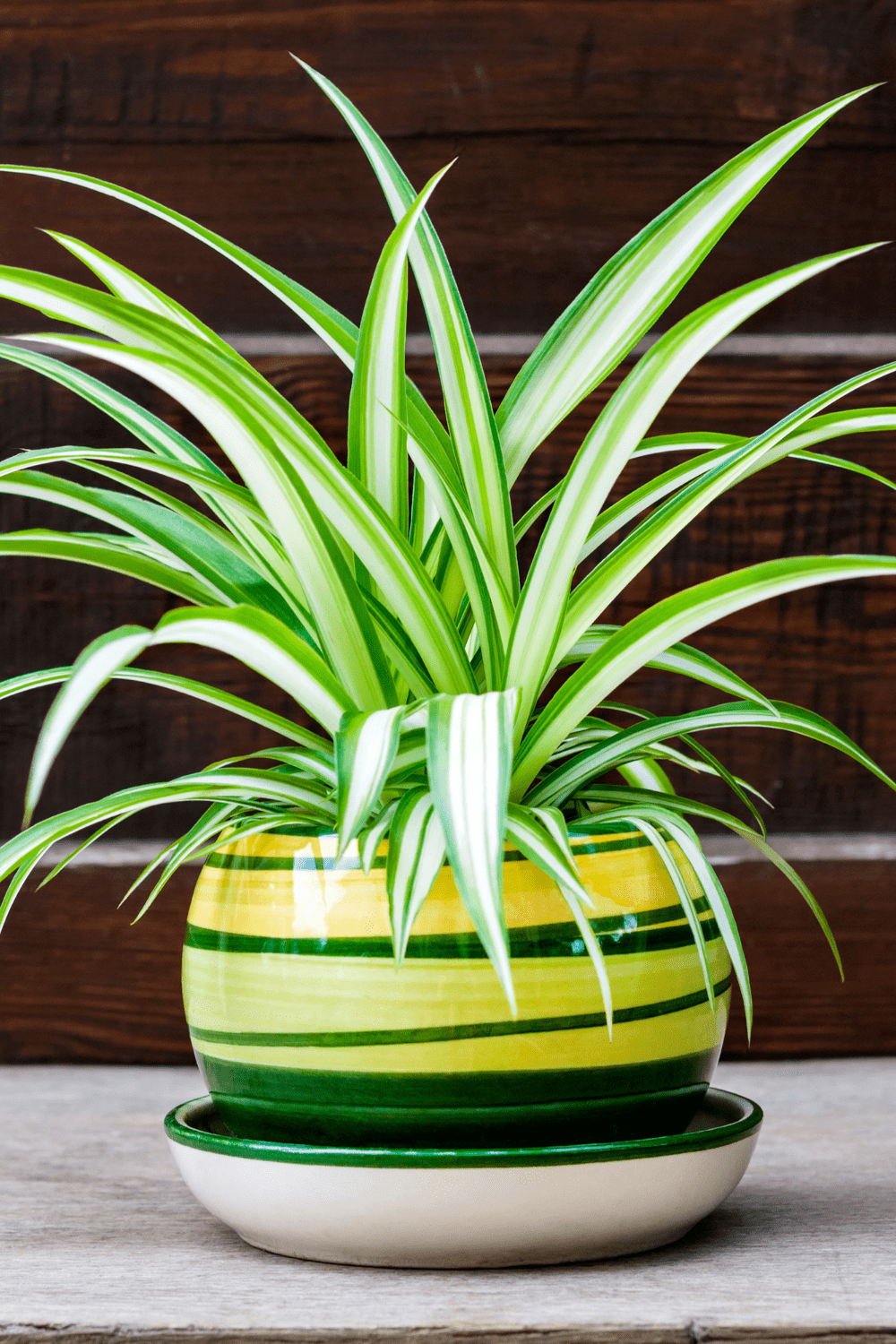 12 Popular Types of Spider Plants to Grow - Blooming Anomaly
