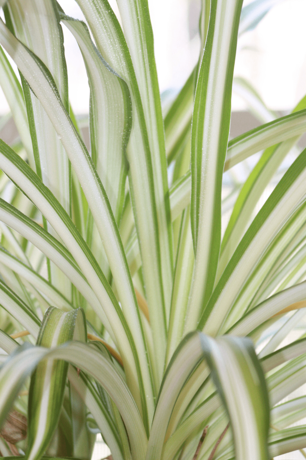 12 Popular Types of Spider Plants to Grow - Blooming Anomaly