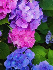 How to Prune Endless Summer Hydrangea Tips - Blooming Anomaly