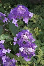 How to Prune Endless Summer Hydrangea Tips - Blooming Anomaly