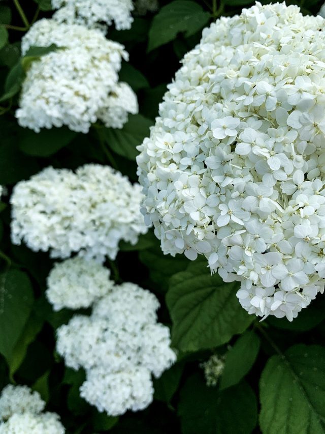 How to Prune Endless Summer Hydrangea Tips - Blooming Anomaly