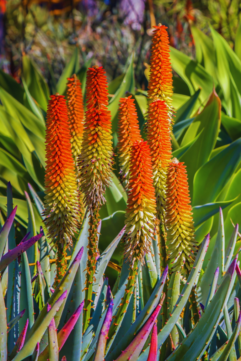 How to Care for a Succulent with Orange Tips - Blooming Anomaly