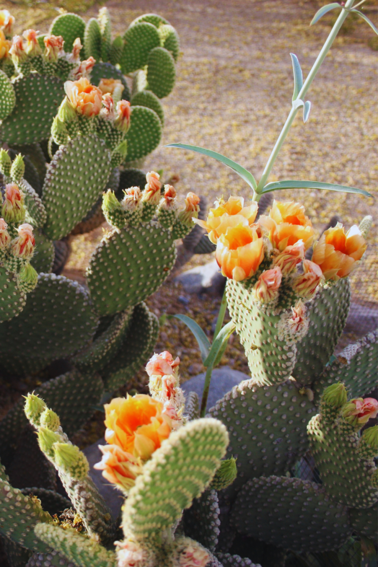 How to Care for a Succulent with Orange Tips - Blooming Anomaly