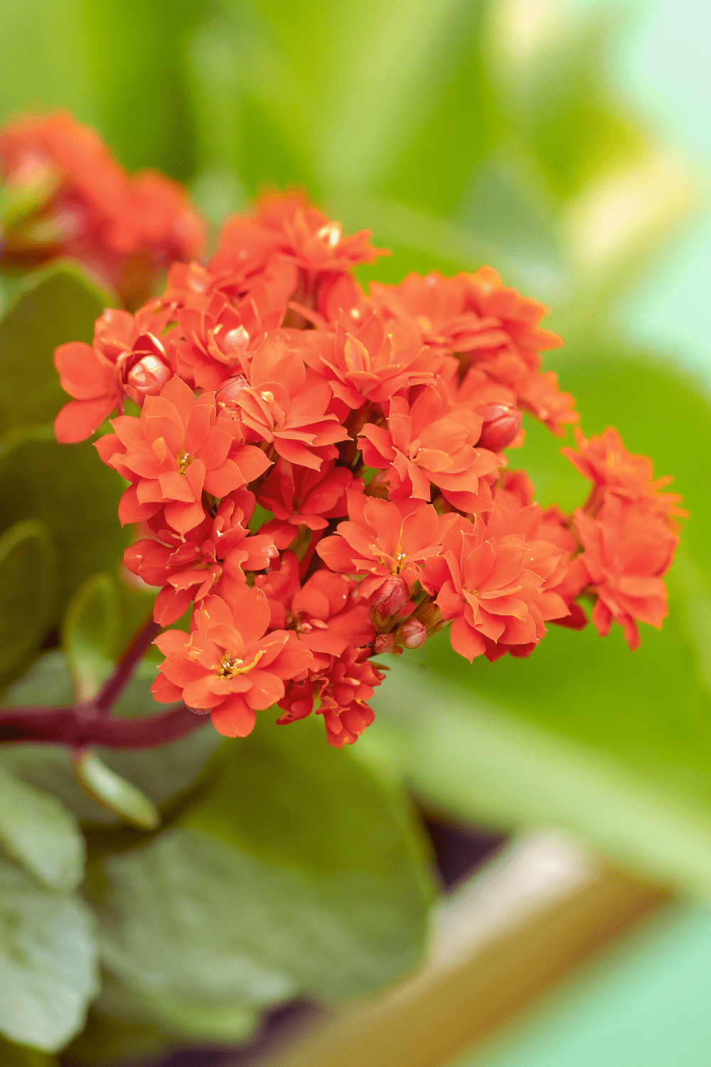 How to Care for a Succulent with Orange Tips - Blooming Anomaly