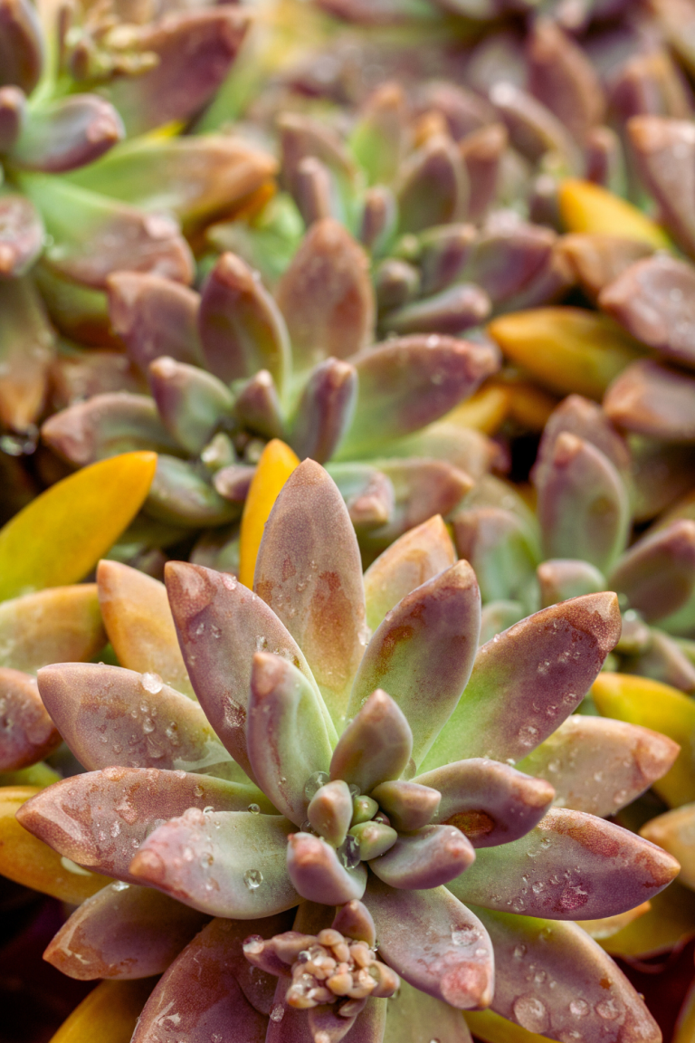 How to Care for a Succulent with Orange Tips - Blooming Anomaly