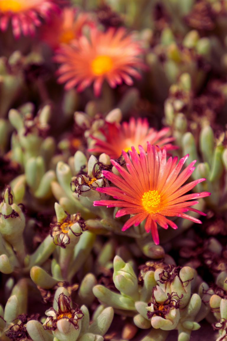 How to Care for a Succulent with Orange Tips - Blooming Anomaly