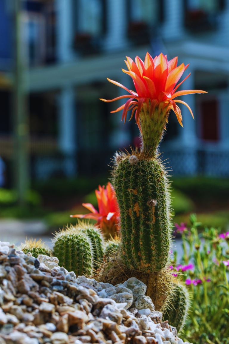 How to Care for a Succulent with Orange Tips - Blooming Anomaly