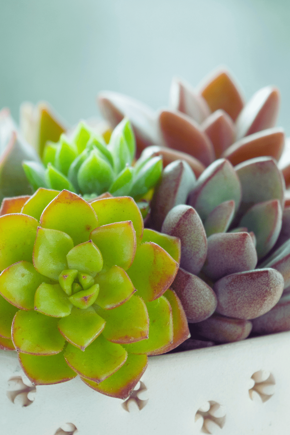 The Best Miracle Gro Succulent Plant Food Review - Blooming Anomaly