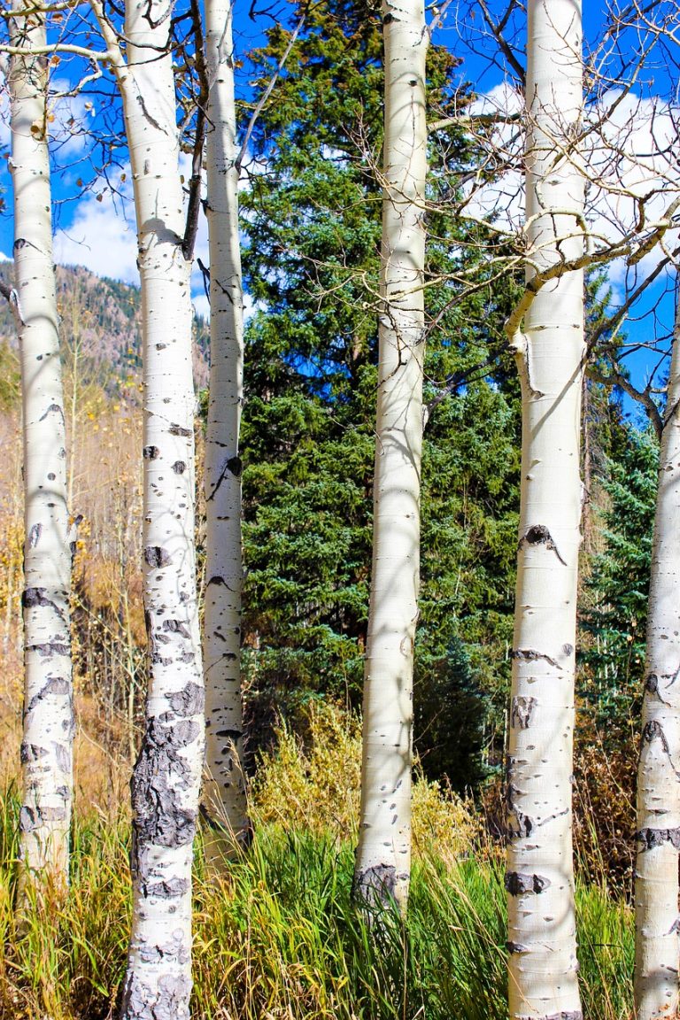 14 of the Best Trees for Rocky Soil Gardens - Blooming Anomaly