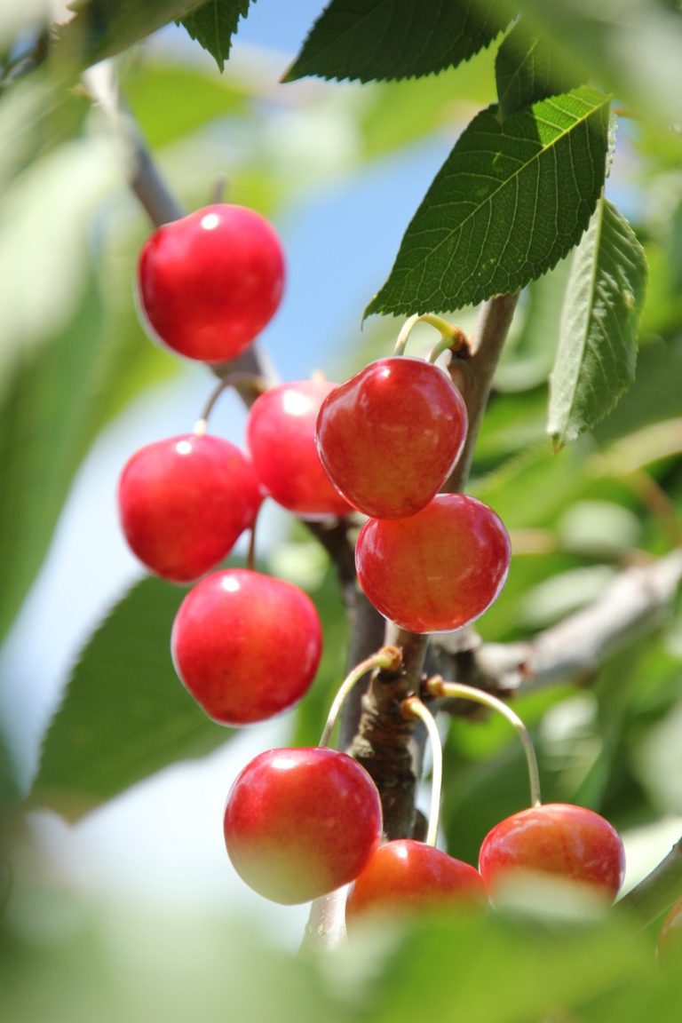 14 of the Best Trees for Rocky Soil Gardens - Blooming Anomaly