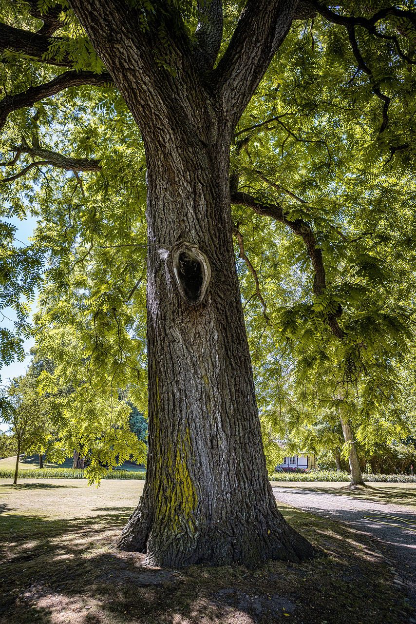 14 of the Best Trees for Rocky Soil Gardens - Blooming Anomaly