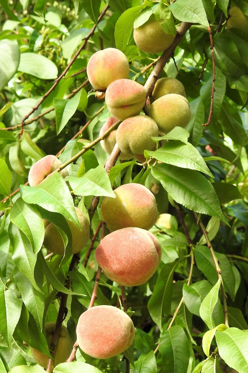 14 of the Best Trees for Rocky Soil Gardens - Blooming Anomaly