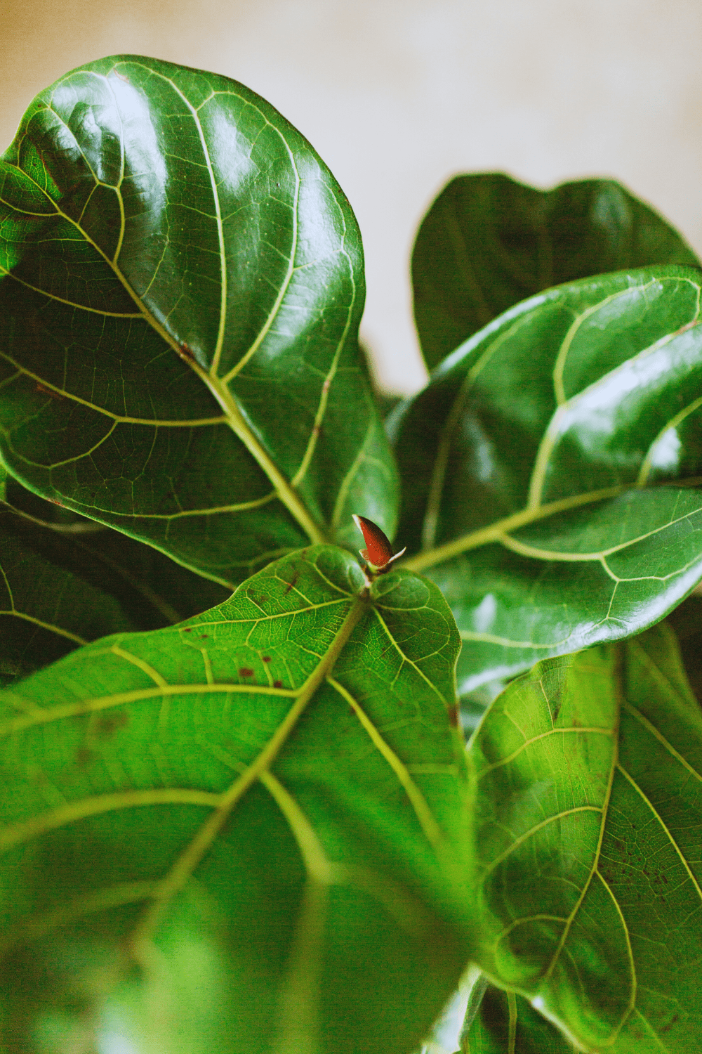 What is the Best Soil for Fiddle Leaf Fig Trees? - Blooming Anomaly