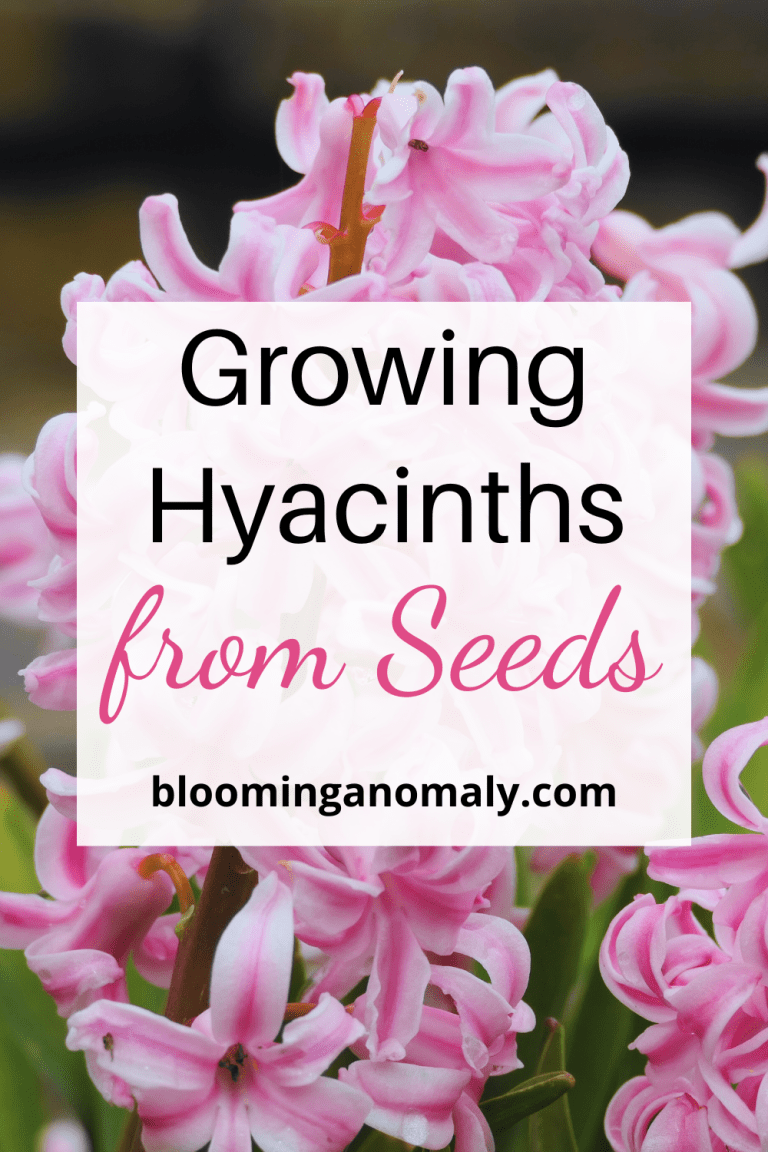 A Beginner's Guide to Growing Hyacinths from Seeds - Blooming Anomaly
