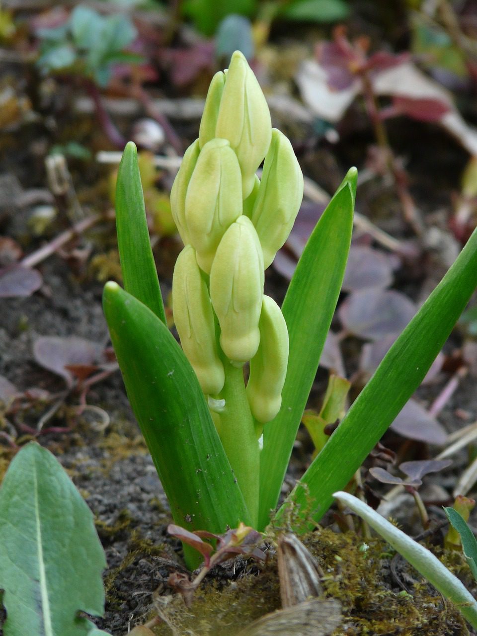 A Beginner's Guide to Growing Hyacinths from Seeds - Blooming Anomaly