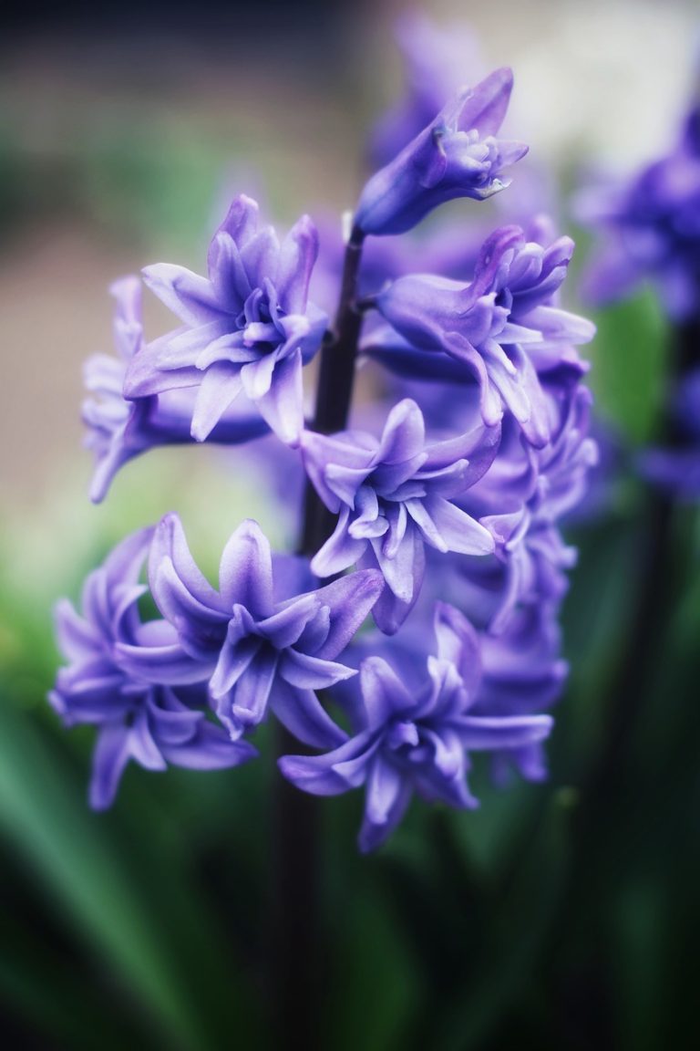 A Beginner's Guide to Growing Hyacinths from Seeds - Blooming Anomaly