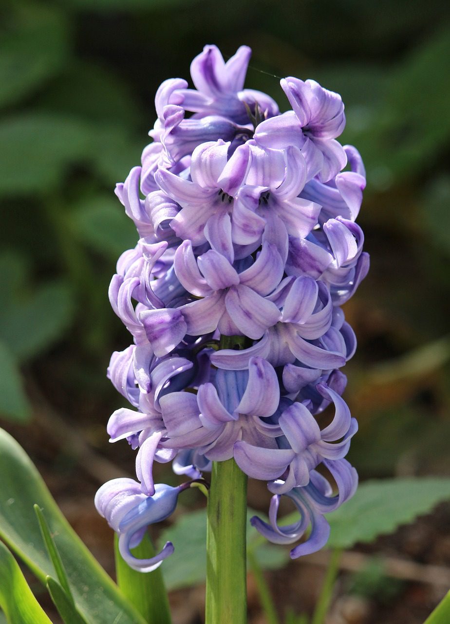 A Beginner's Guide to Growing Hyacinths from Seeds - Blooming Anomaly