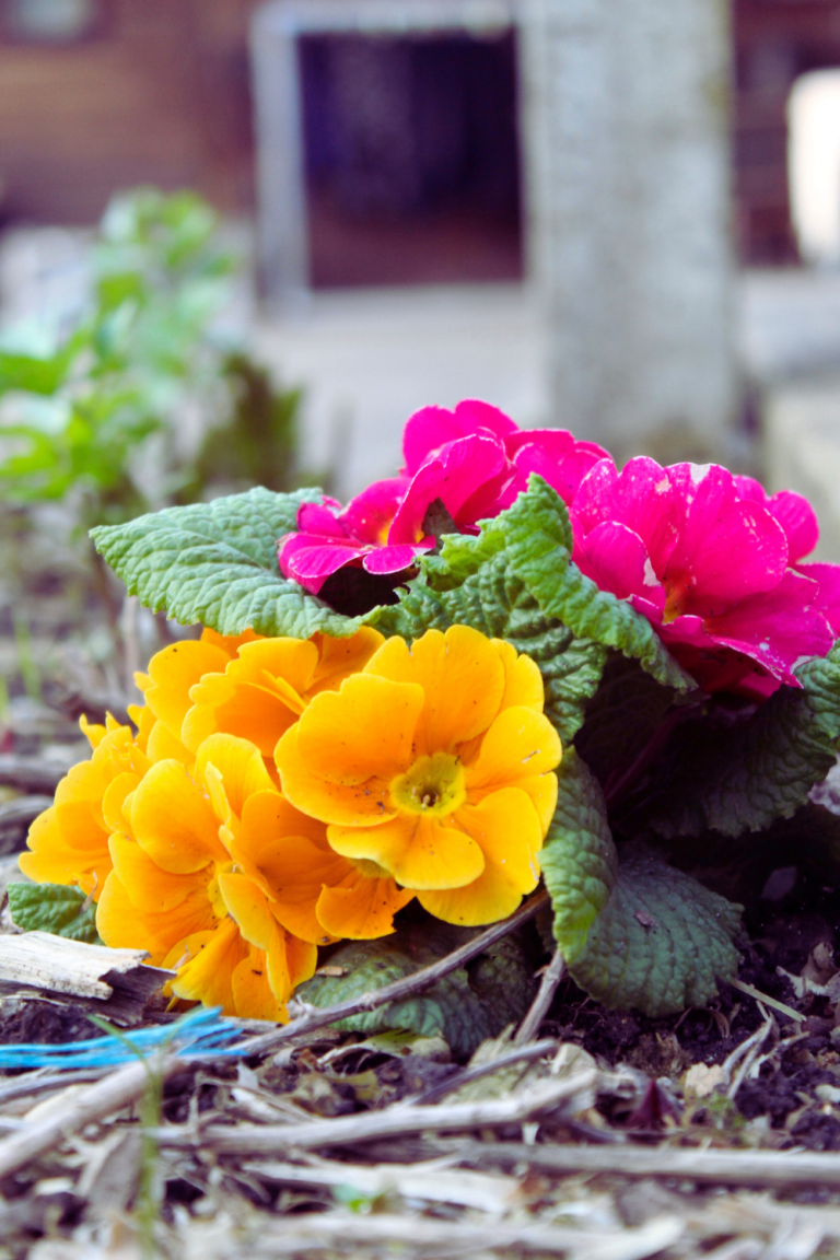 12 Winter Flowering Annuals to Brighten Your Garden - Blooming Anomaly