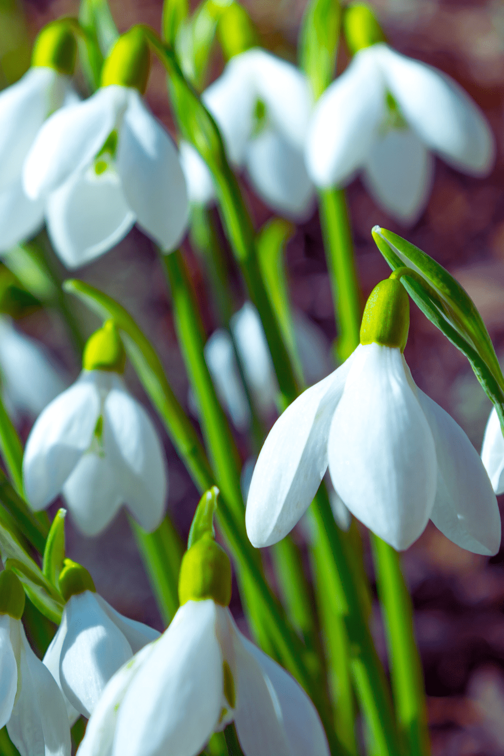 12 Winter Flowering Annuals to Brighten Your Garden - Blooming Anomaly