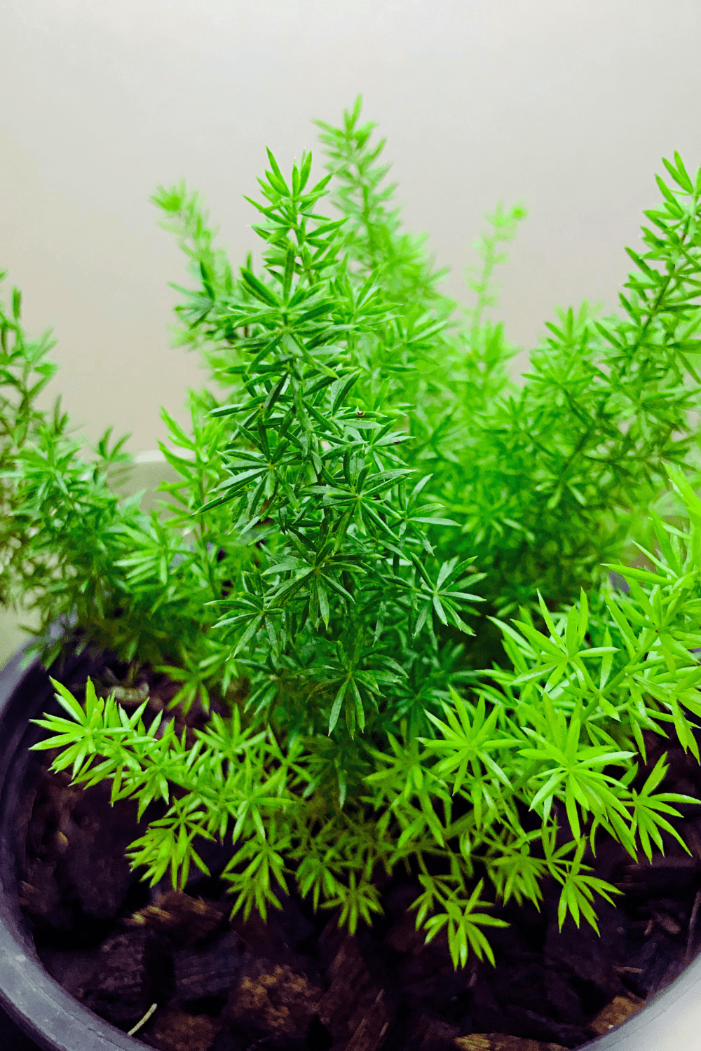 The Ultimate Guide to Growing Zone 10b Perennials - Blooming Anomaly