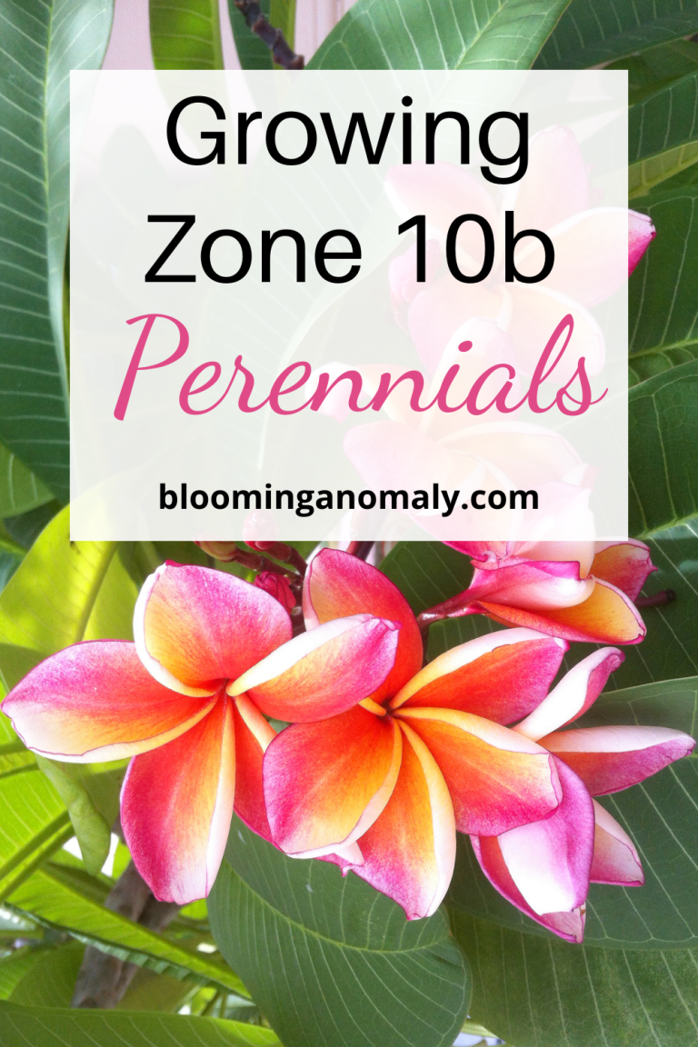 The Ultimate Guide to Growing Zone 10b Perennials - Blooming Anomaly
