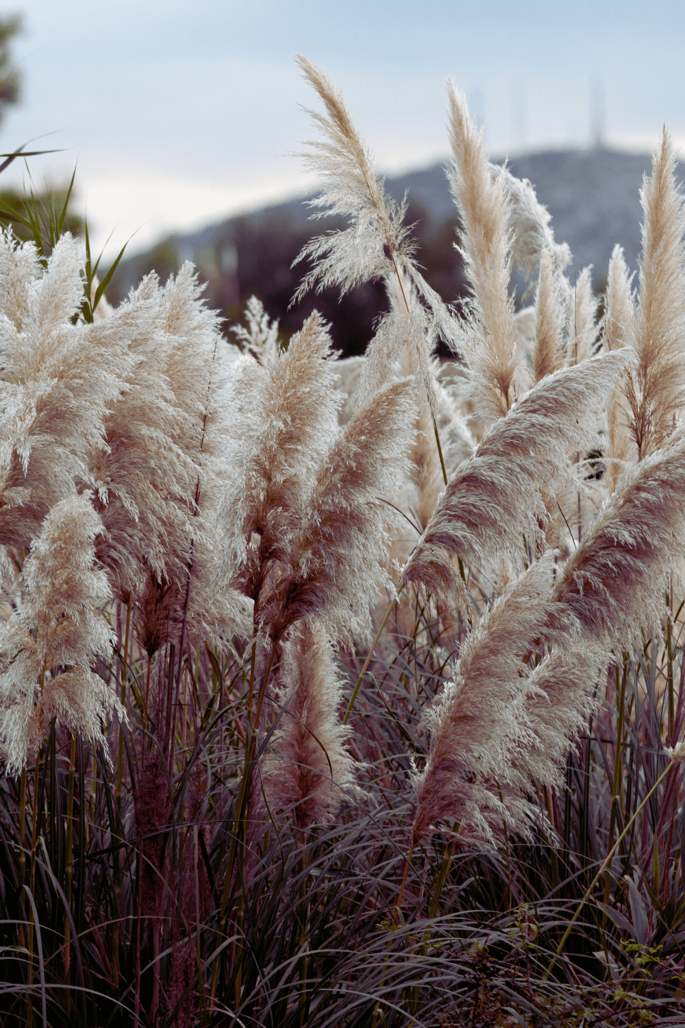 The Ultimate Guide to Growing Zone 10b Perennials - Blooming Anomaly