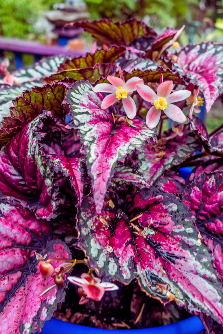 The Ultimate Guide to Growing Zone 10b Perennials - Blooming Anomaly