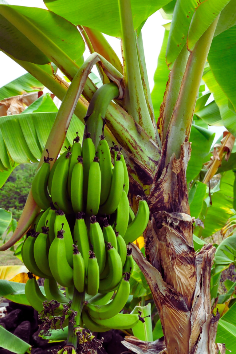 The Ultimate Guide to Growing Zone 10b Perennials - Blooming Anomaly