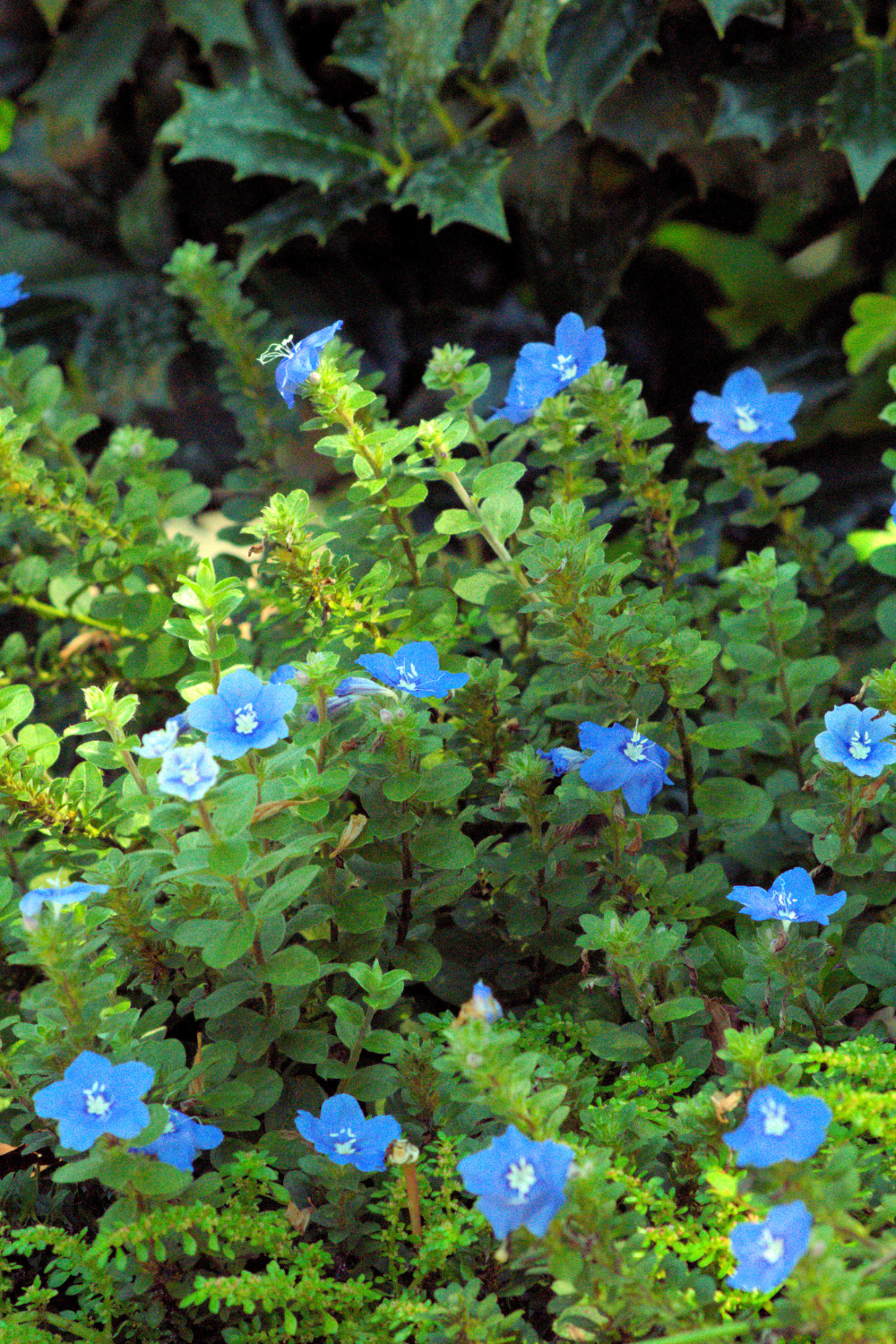 The Ultimate Guide to Growing Zone 10b Perennials - Blooming Anomaly