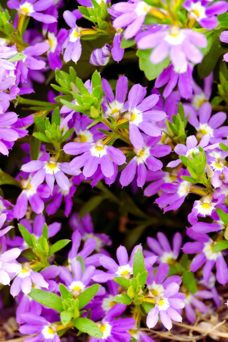 The Ultimate Guide to Growing Zone 10b Perennials - Blooming Anomaly