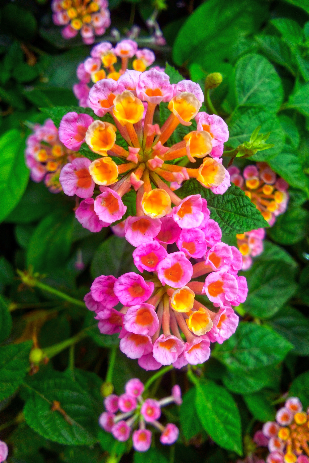 The Ultimate Guide to Growing Zone 10b Perennials - Blooming Anomaly