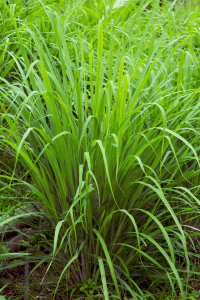 The Ultimate Guide to Growing Zone 10b Perennials - Blooming Anomaly