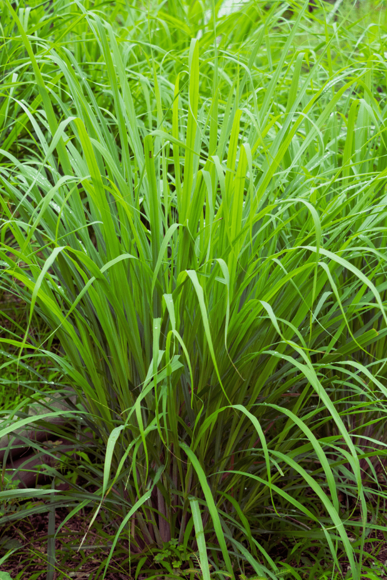 The Ultimate Guide to Growing Zone 10b Perennials - Blooming Anomaly