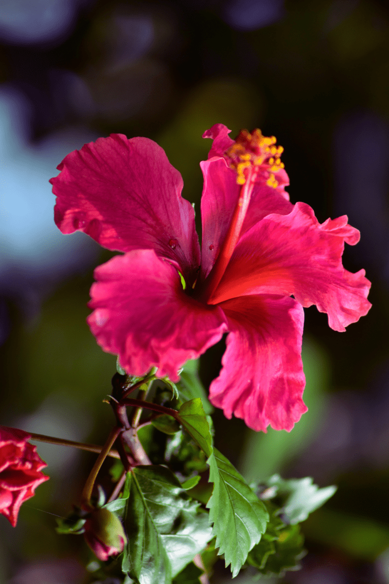 The Ultimate Guide to Growing Zone 10b Perennials - Blooming Anomaly