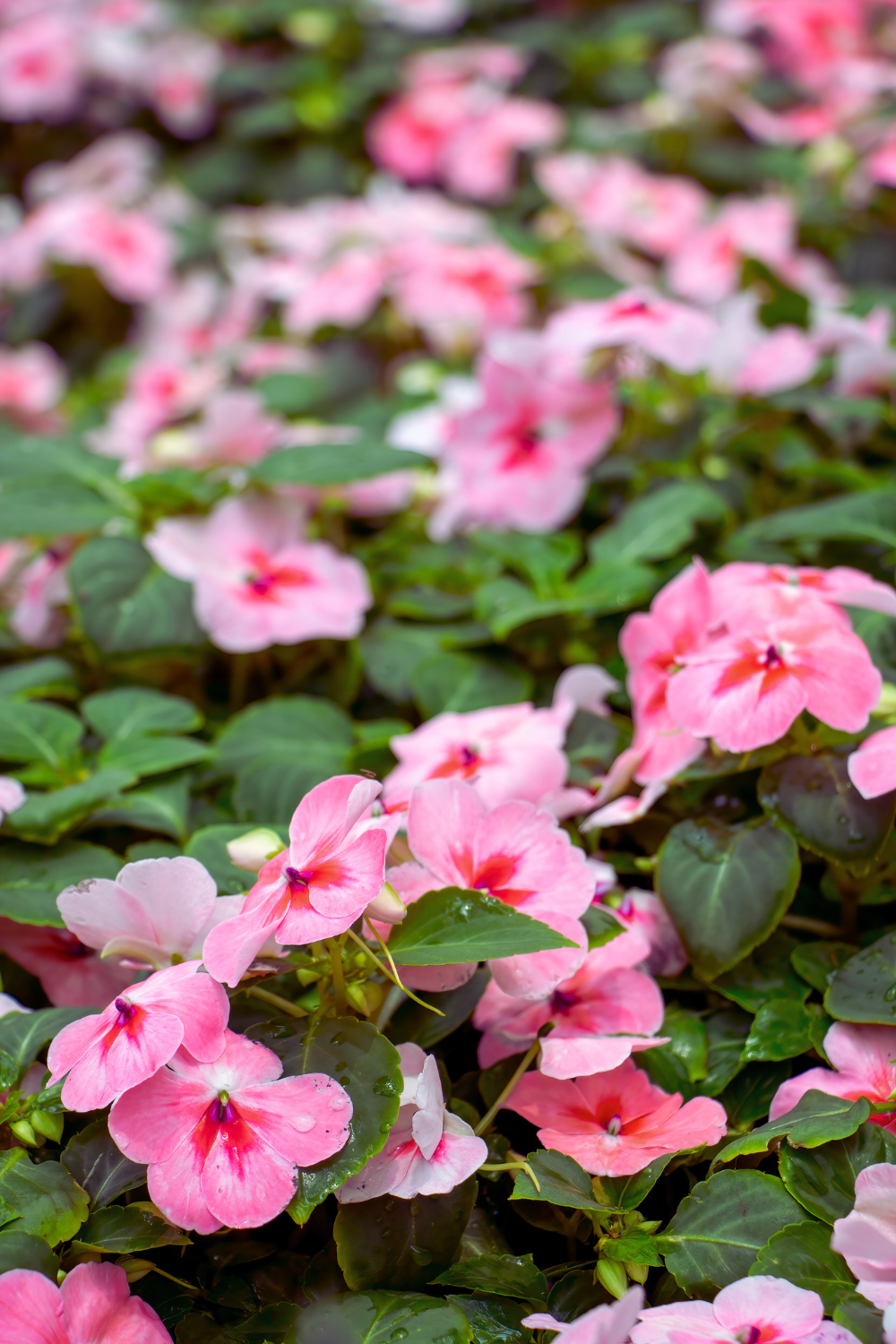 The Ultimate Guide to Growing Zone 10b Perennials - Blooming Anomaly