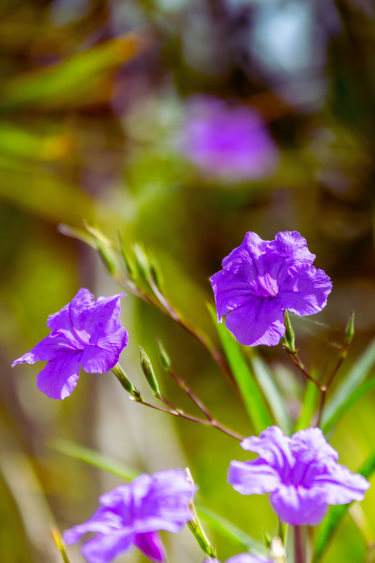 The Ultimate Guide to Growing Zone 10b Perennials - Blooming Anomaly