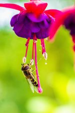 How to Get Rid of Bugs in Your Yard for Good - Blooming Anomaly