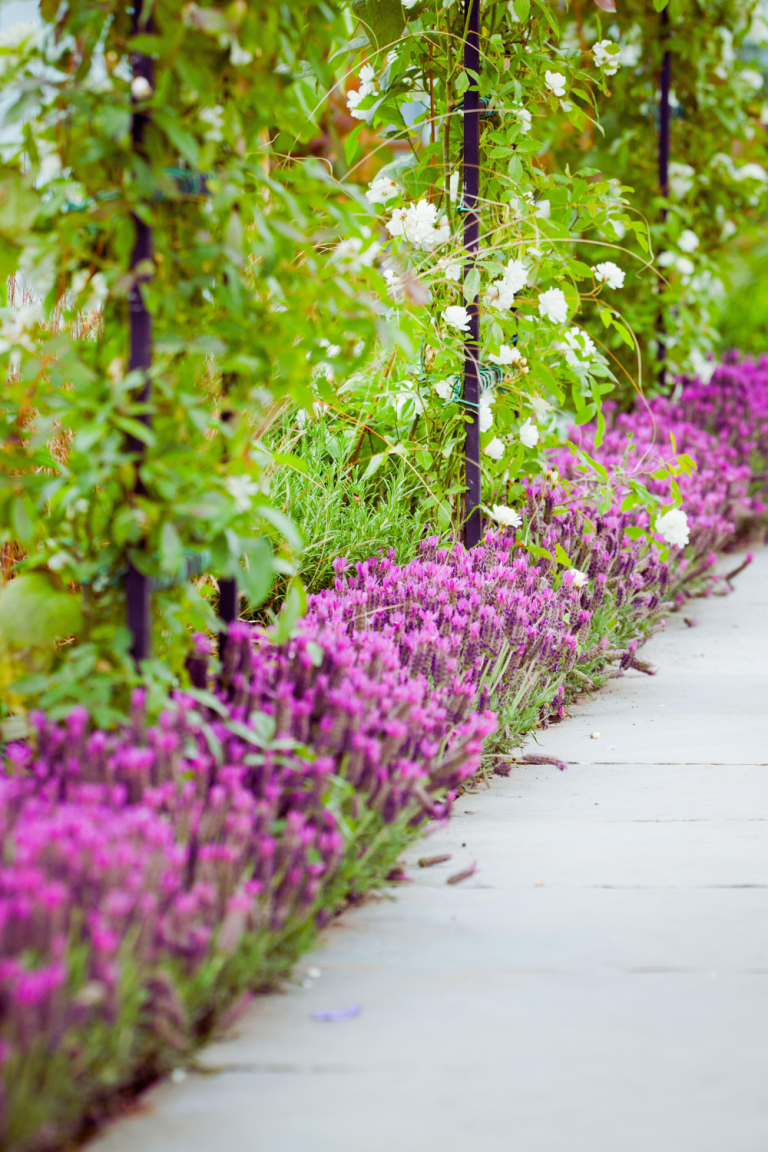 11 Small Perennial Plants for Border Gardens - Blooming Anomaly
