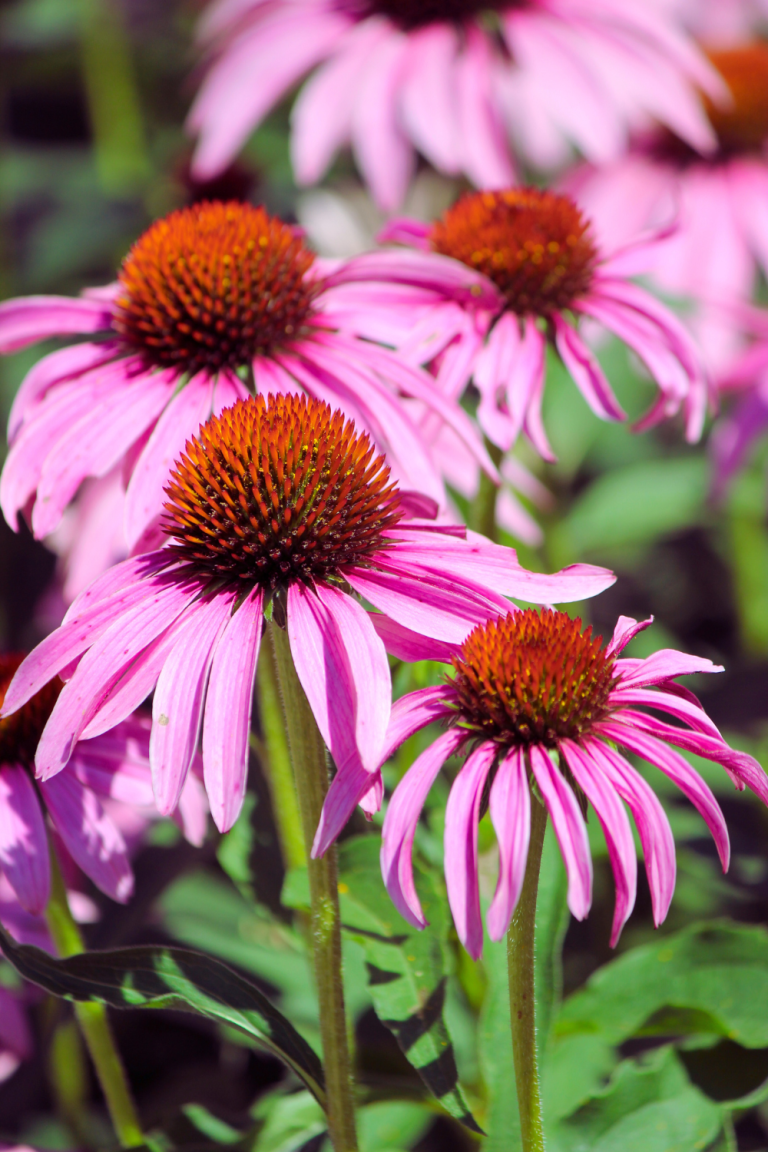11 Small Perennial Plants for Border Gardens - Blooming Anomaly