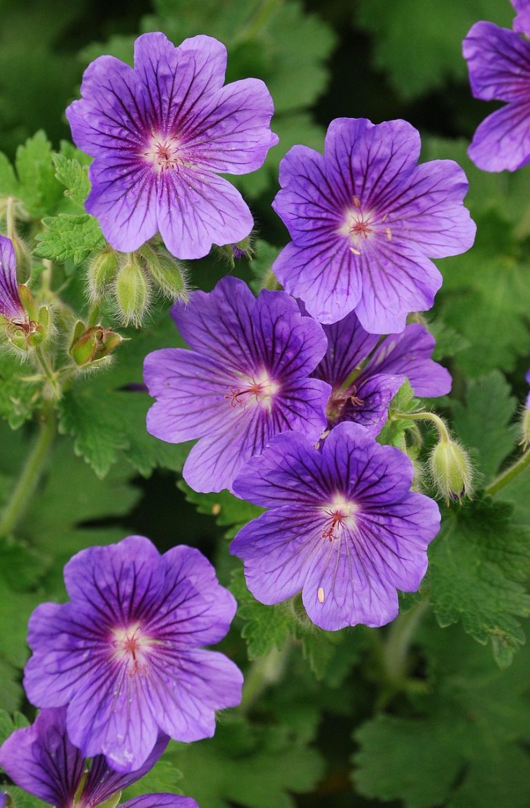 11 Small Perennial Plants for Border Gardens - Blooming Anomaly