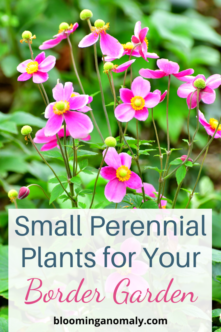 11 Small Perennial Plants for Border Gardens - Blooming Anomaly